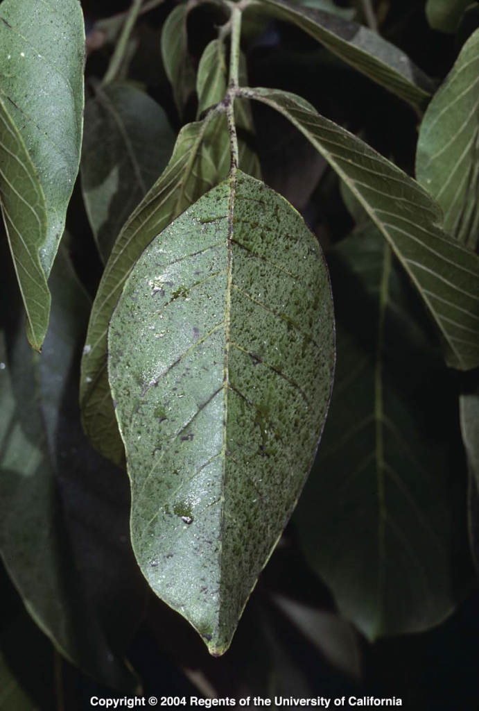 Tipping the Scales to Favor Walnut Quality