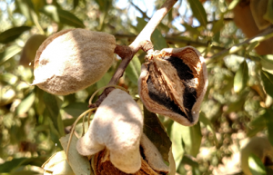 It’s that Hull Rot Time of Year!