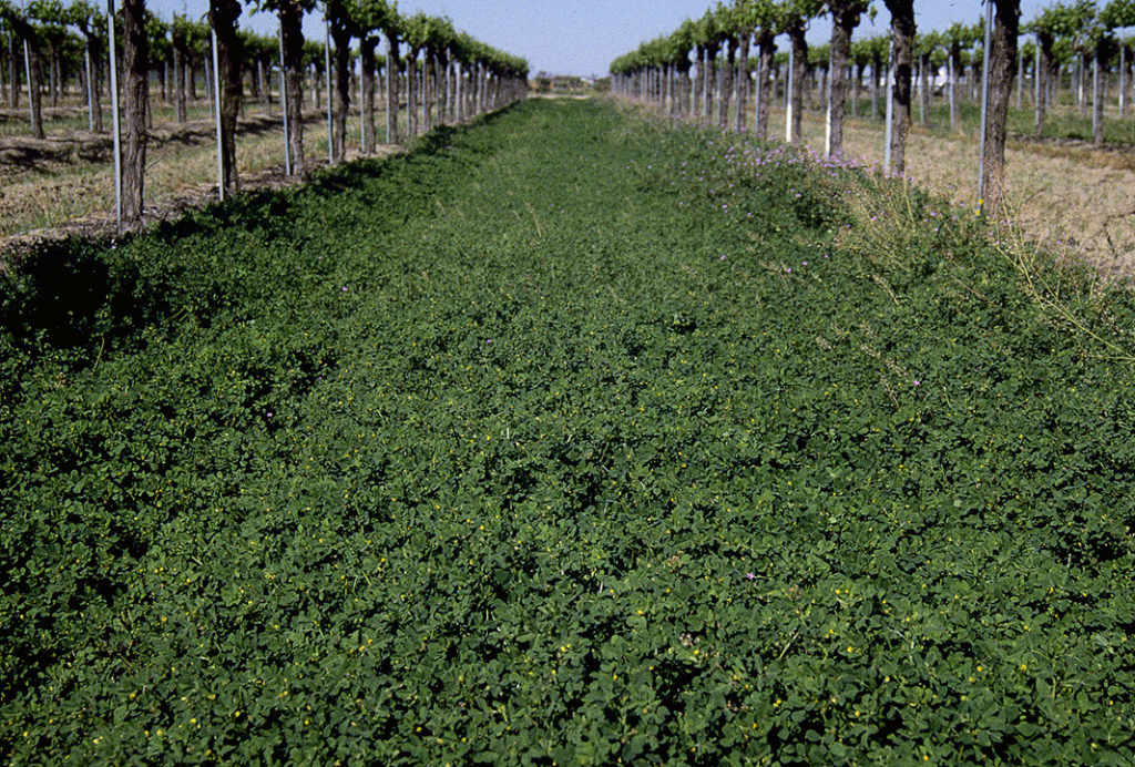 Planting a Cover Crop