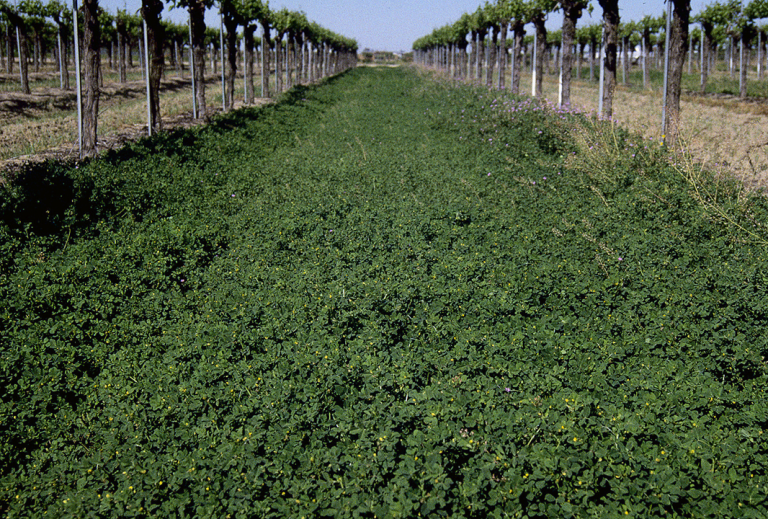 Planting a Cover Crop