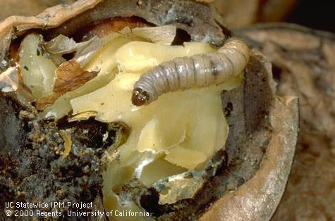 Sacramento Valley Post-Harvest Almond & Walnut IPM Workshop – Nov 22, Chico