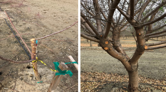 Pruning wound protection: How to reduce the impact of canker diseases