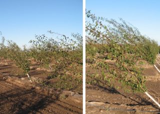 Sacramento Valley Orchard Source