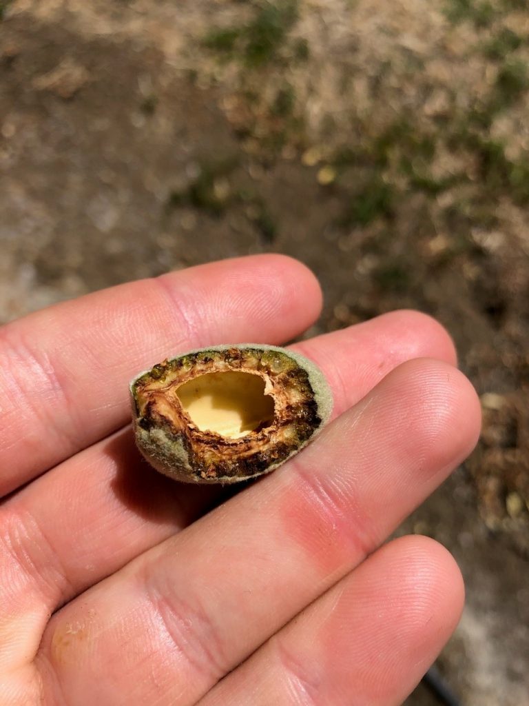 Photos from the Field: Identifying Damage from Deer Mice in Almond Orchards