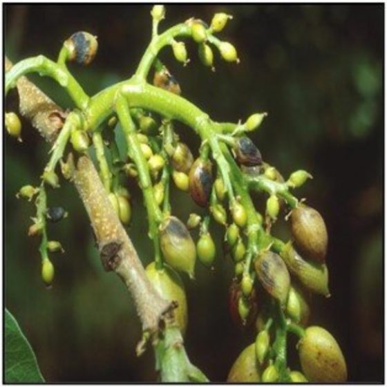 Large and Small Bug Control in Pistachio