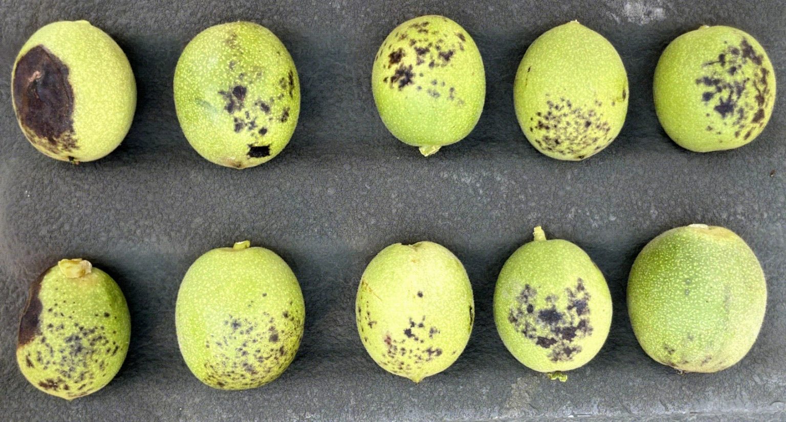 2023 brown apical necrosis (BAN) and late-season walnut blight