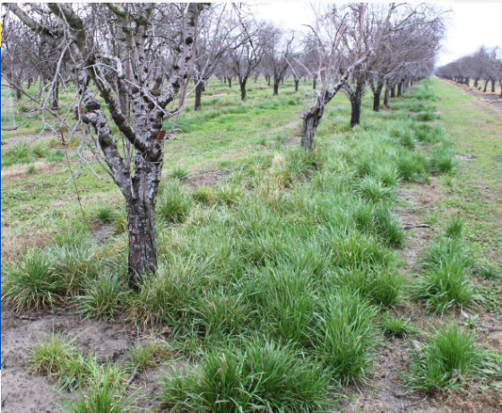 Third Thursdays: Things from the Field | Sacramento Valley Orchard Source