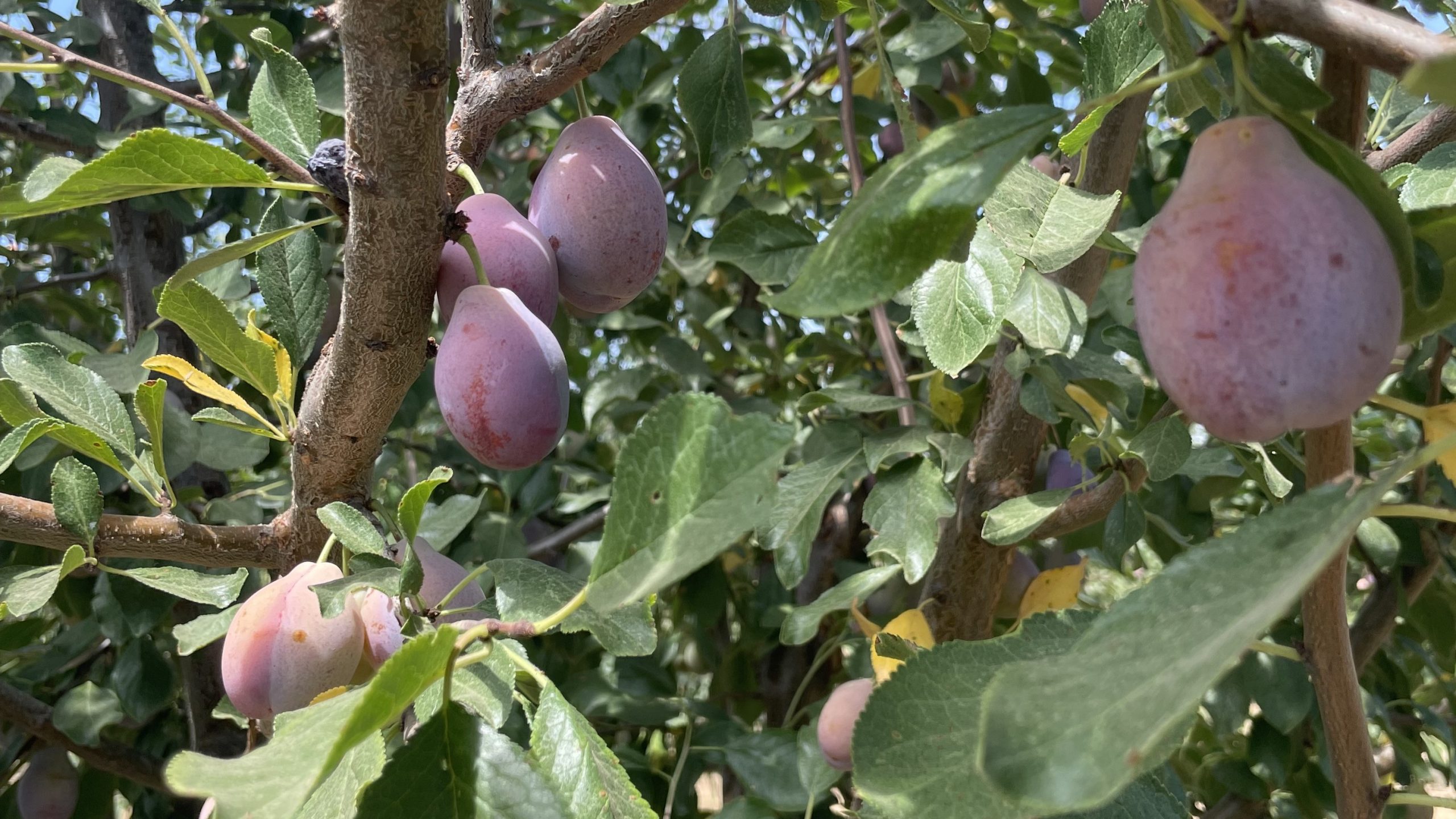 Events | Sacramento Valley Orchard Source