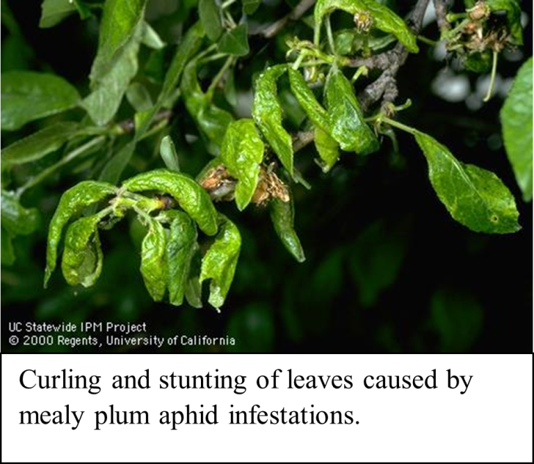 Managing aphids in prune orchards
