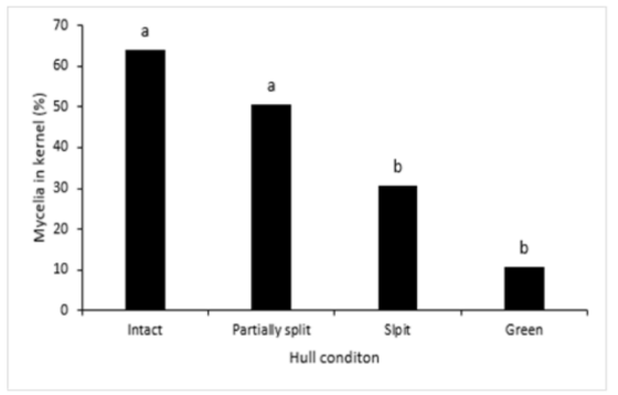 Walnut Mold and How to Manage It