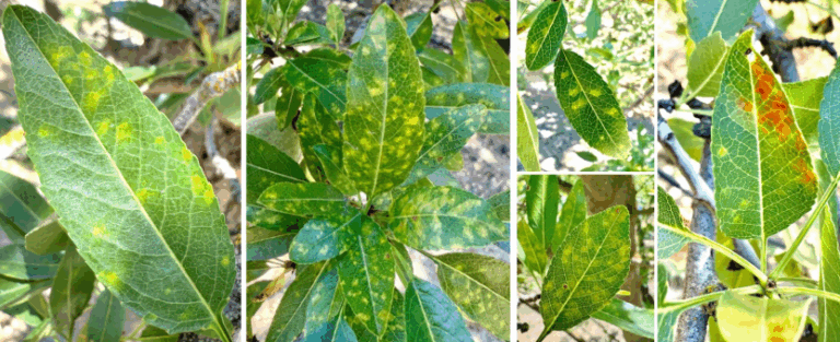 Red Leaf Blotch Finds its way to the Sacramento Valley (2025)